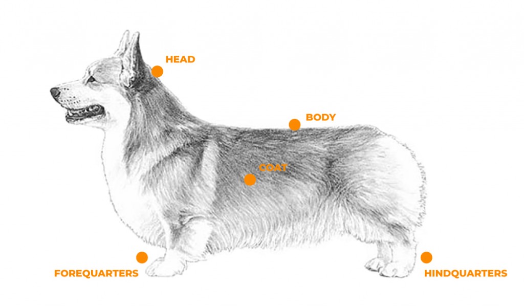 Choose your Corgi – Akakumo
